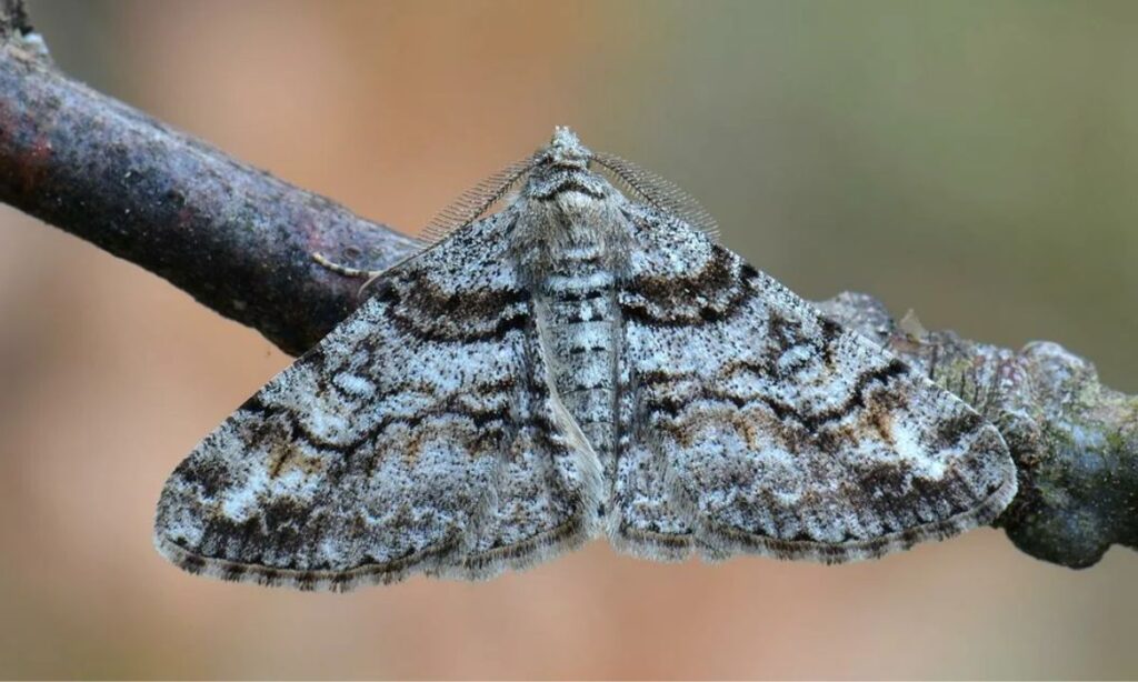 What Do Moths Symbolize In The Bible?